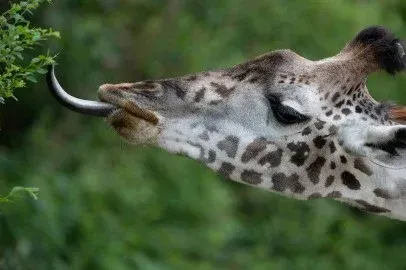 Zoo-vival | Science Matters Features | PBS LearningMedia