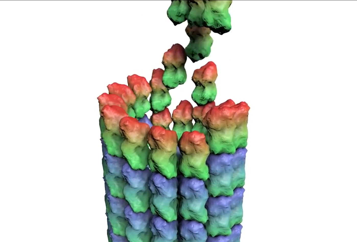 Cool Video: How a Microtubule Builds and Deconstructs | PBS LearningMedia