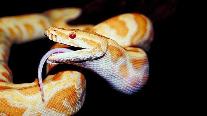 Snake Jaws: Connecting Structure and Function | English Language Arts ...