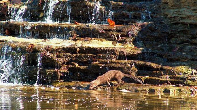 American Mink | KET Image Bank | PBS LearningMedia