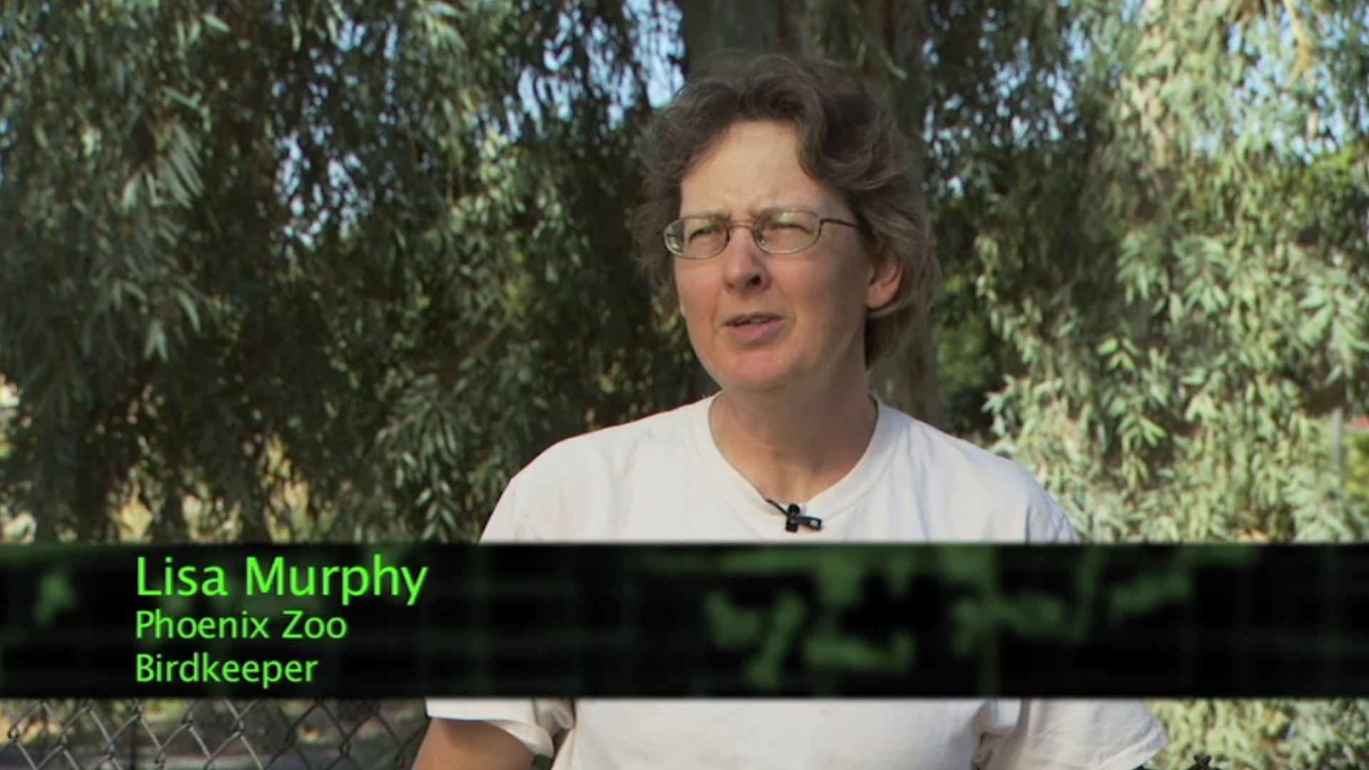 Real-Life Math | Zookeeper, Birds | PBS LearningMedia