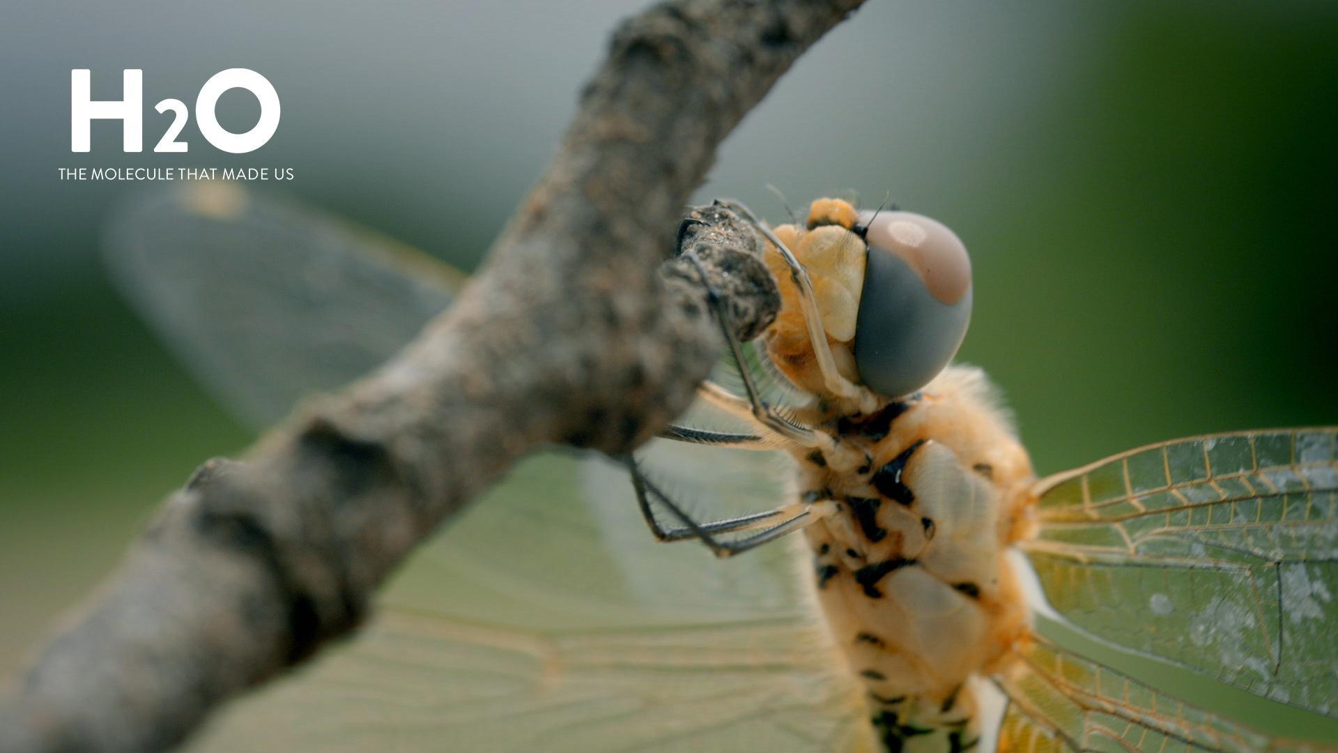 An Epic Migration Driven by Water | H20: The Molecule That Made Us ...