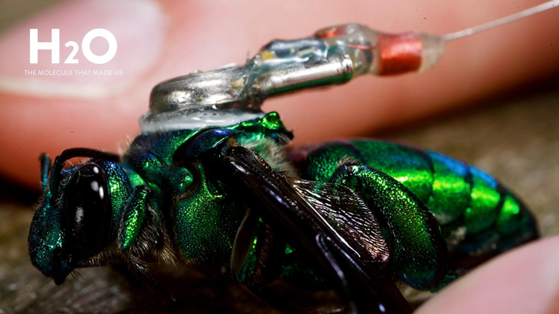 Tracking Animal Migrations | H2O: The Molecule That Made Us | PBS ...