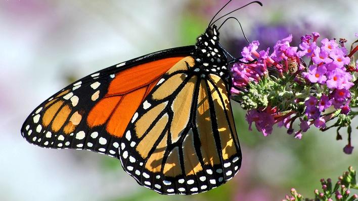 Monarch Butterfly | Science | Media Gallery | PBS LearningMedia