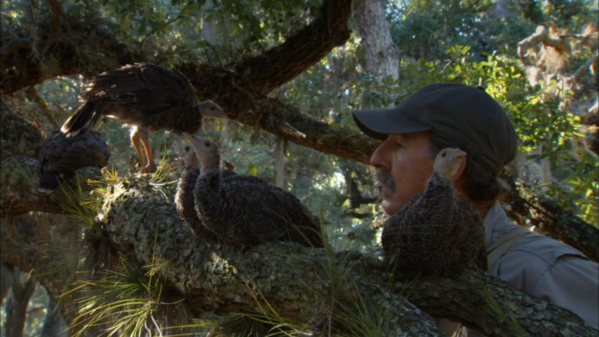 Turkey Talk | PBS LearningMedia