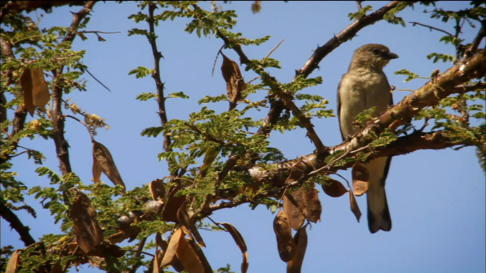 Brood Parasitism in Greater Honeyguides: Surviving by Deceiving | PBS LearningMedia