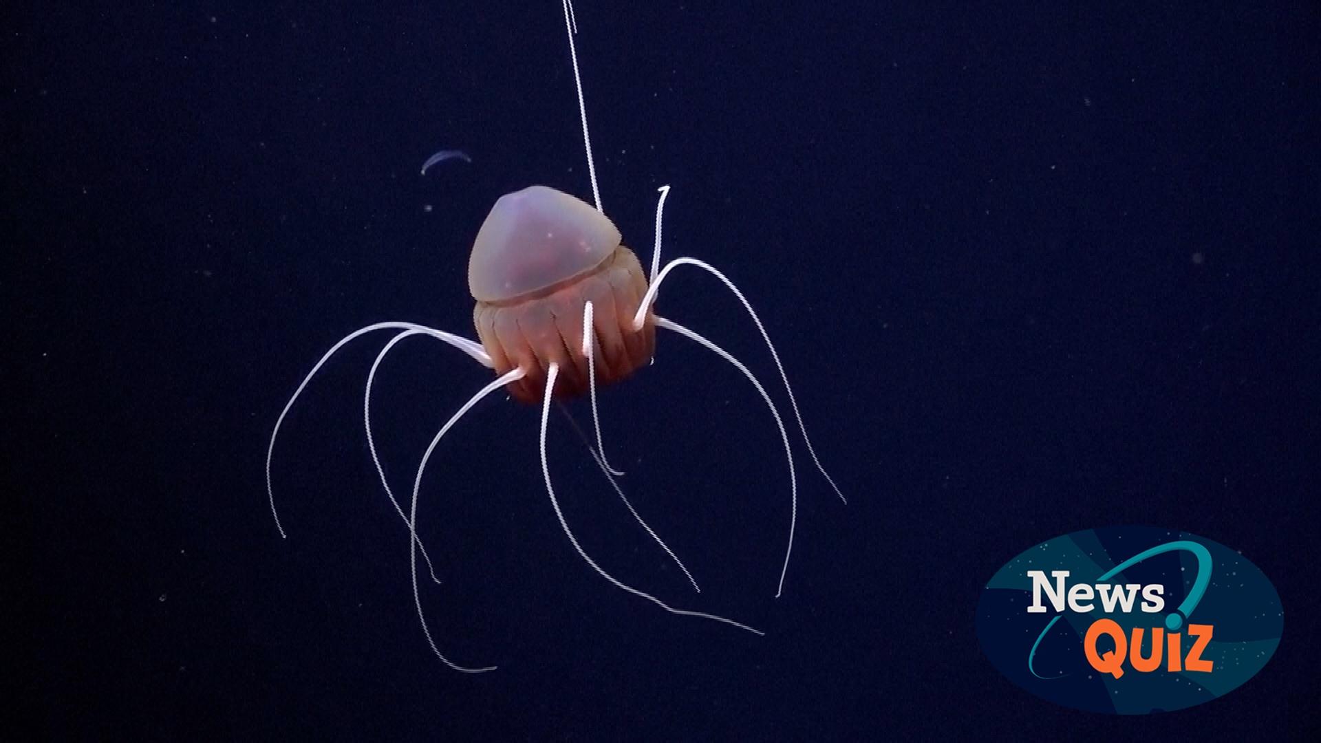 April 24, 2025 | News Quiz | PBS LearningMedia