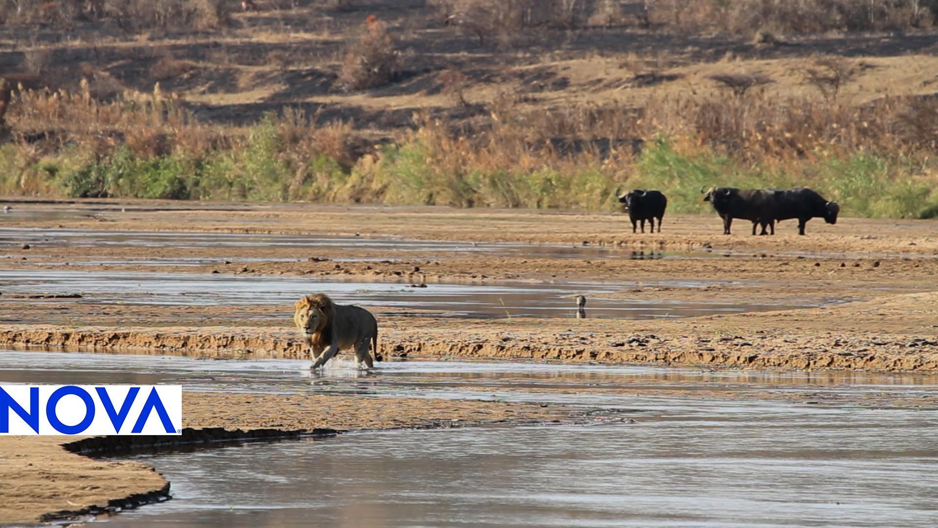 How Fear of Predators Impacts the Health of Ecosystems | Animal ...