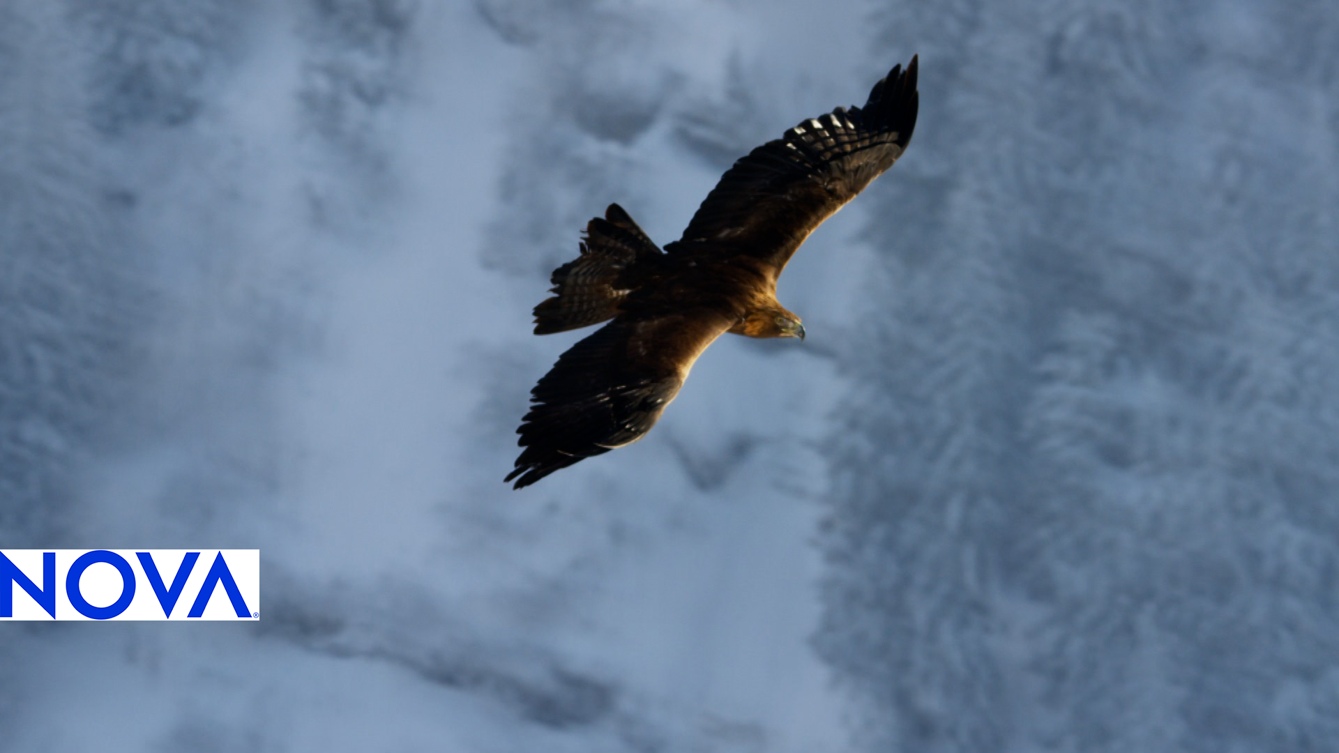 Golden Eagle In Flight