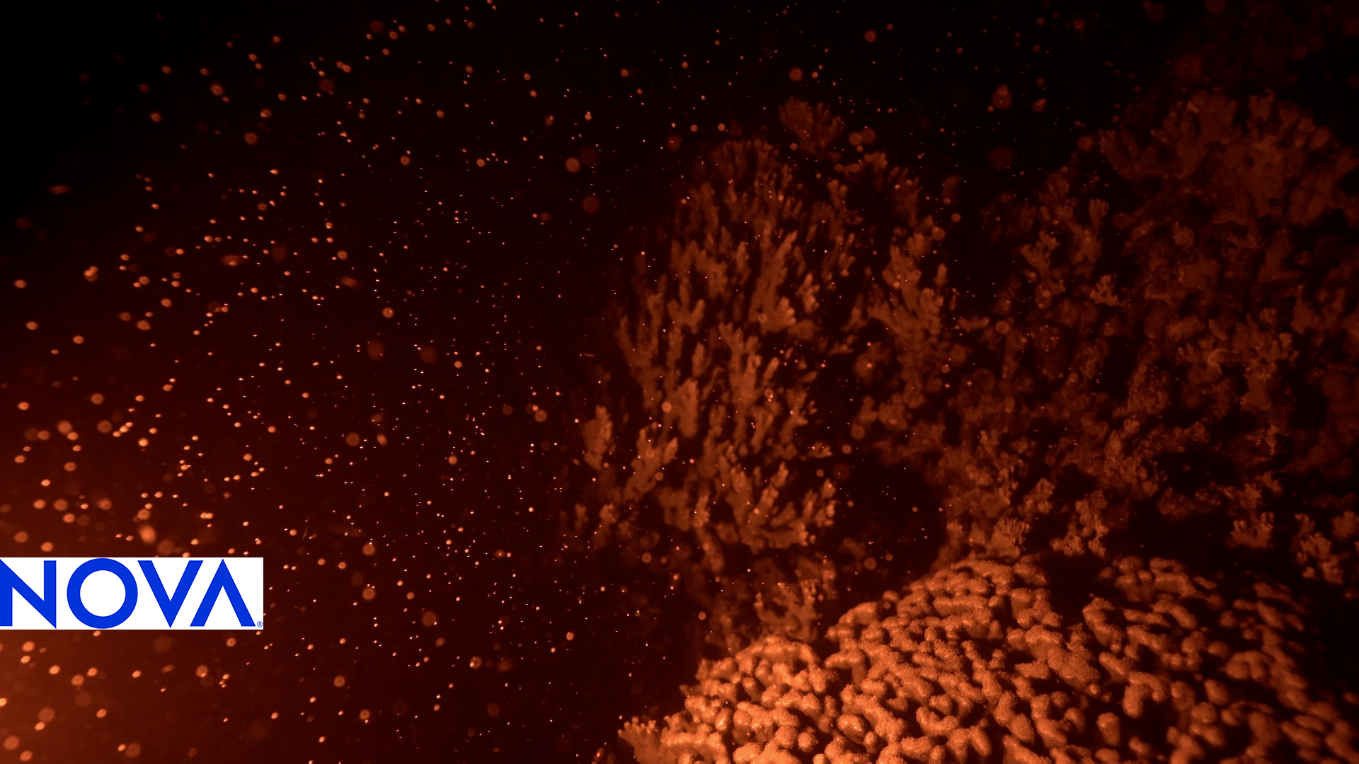 Coral Reef Restoration Through Assisted Evolution I Reef Rescue | PBS ...