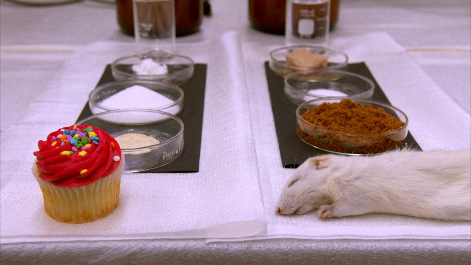 Food Is Fuel | NOVA scienceNOW | PBS LearningMedia