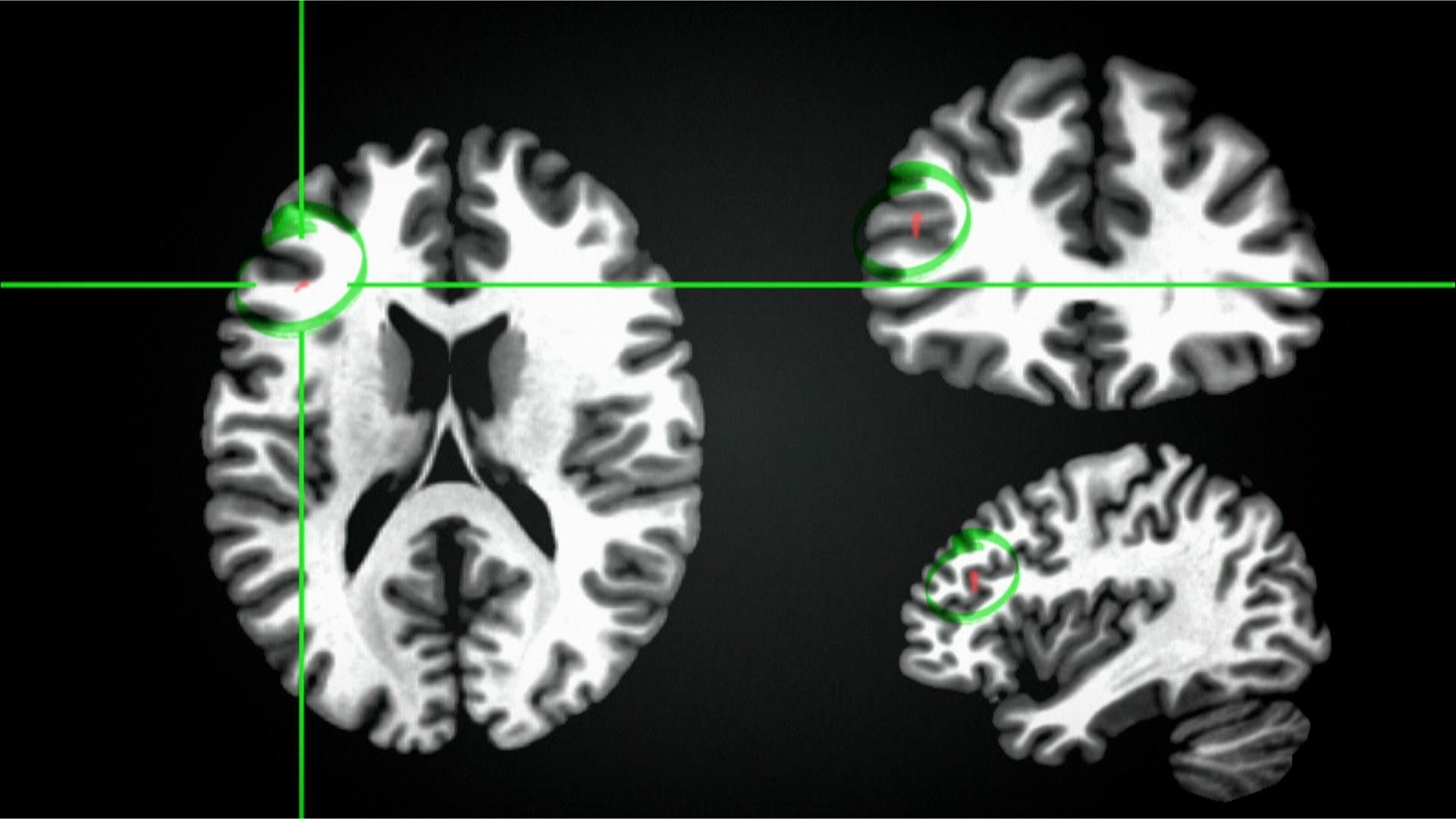 Evolutionary Roots of Language | NOVA scienceNOW | PBS LearningMedia