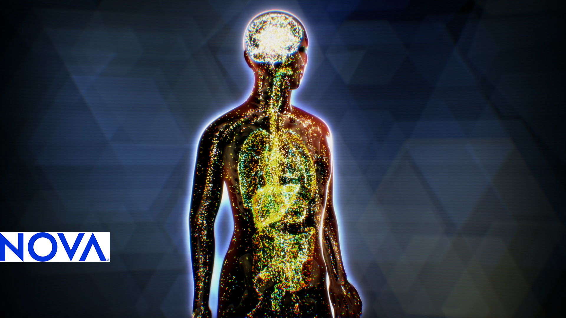 Cannabis and the Body’s Endocannabinoid System | The Cannabis Question ...