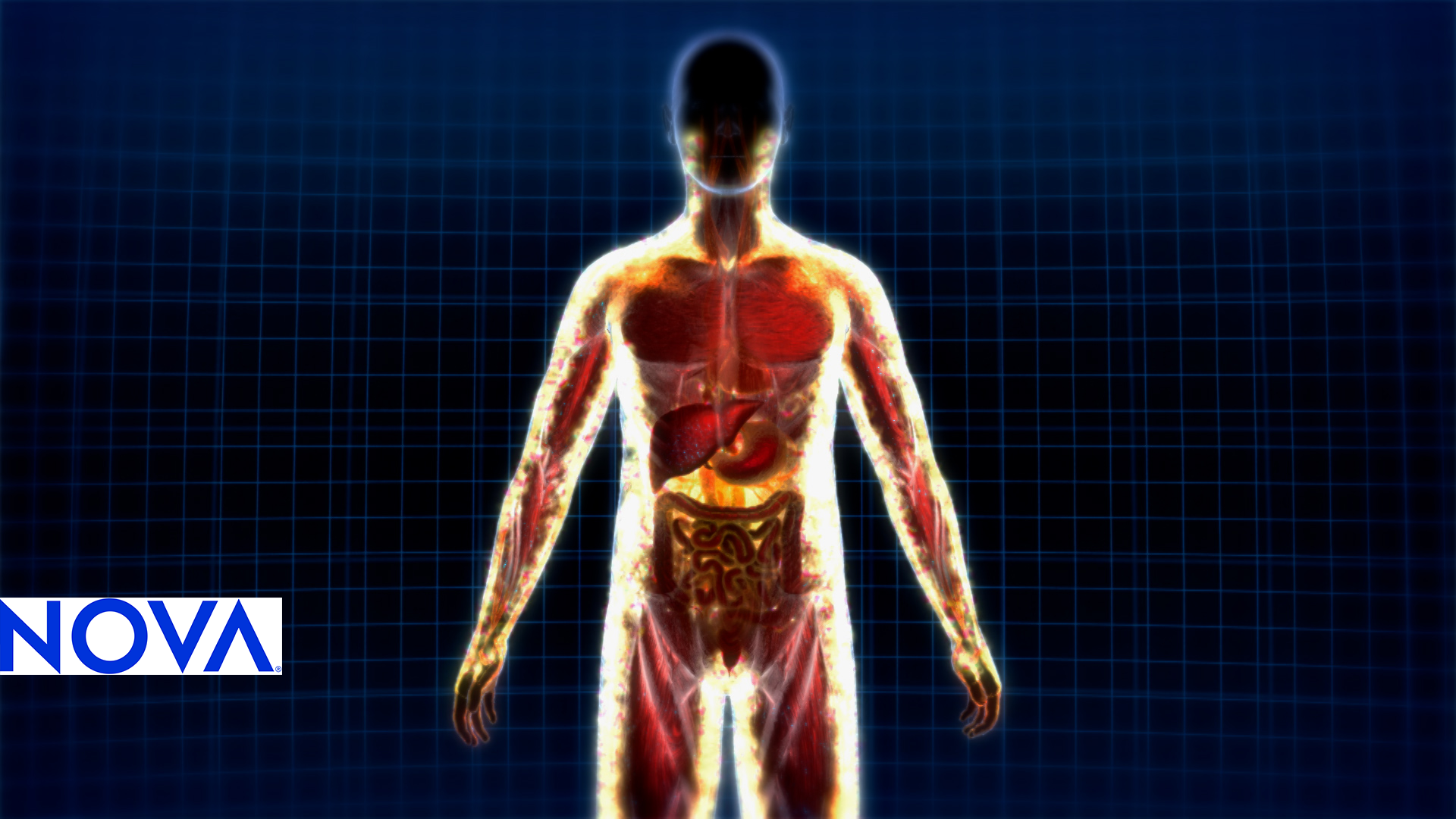 The Evolutionary Purpose of Fat | The Truth About Fat | PBS LearningMedia