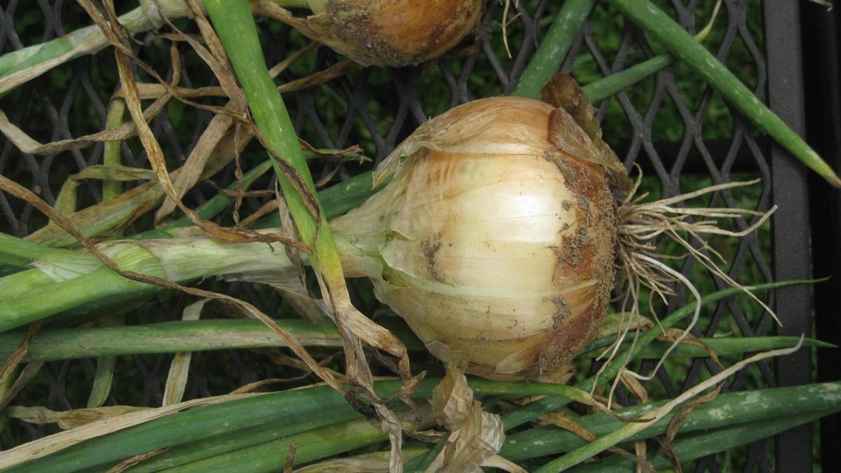 Onion | KET Image Bank | PBS LearningMedia