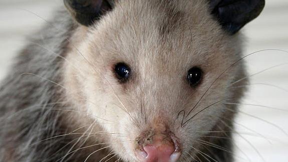 Opossum | KET Image Bank | PBS LearningMedia