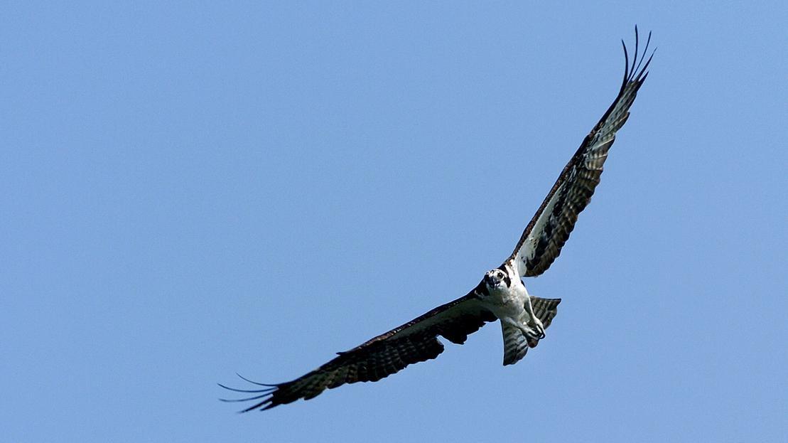 Osprey | KET Image Bank | Grades 6-8, 9-12 Science Teaching and Lesson ...