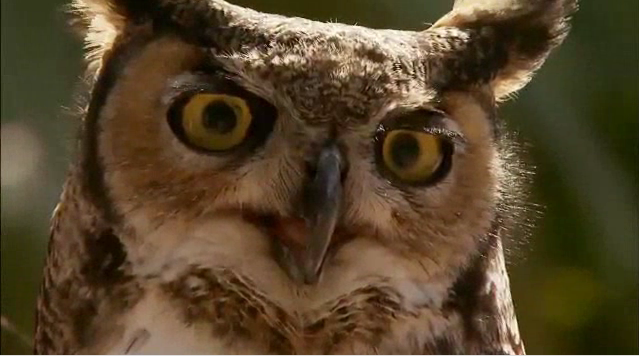 Owl | Animal Alphabet | PBS LearningMedia