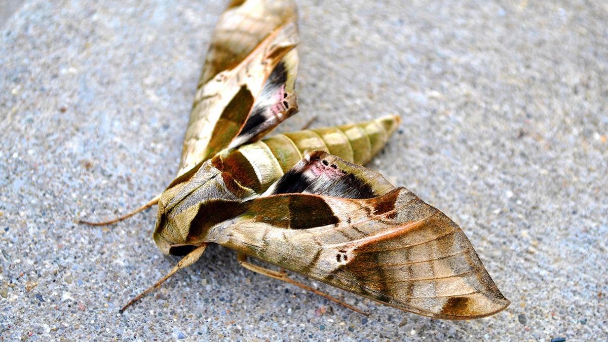 Pandora Sphinx Moth | KET Image Bank | PBS LearningMedia
