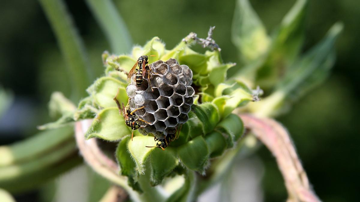 European Paper Wasp | KET Image Bank | PBS LearningMedia