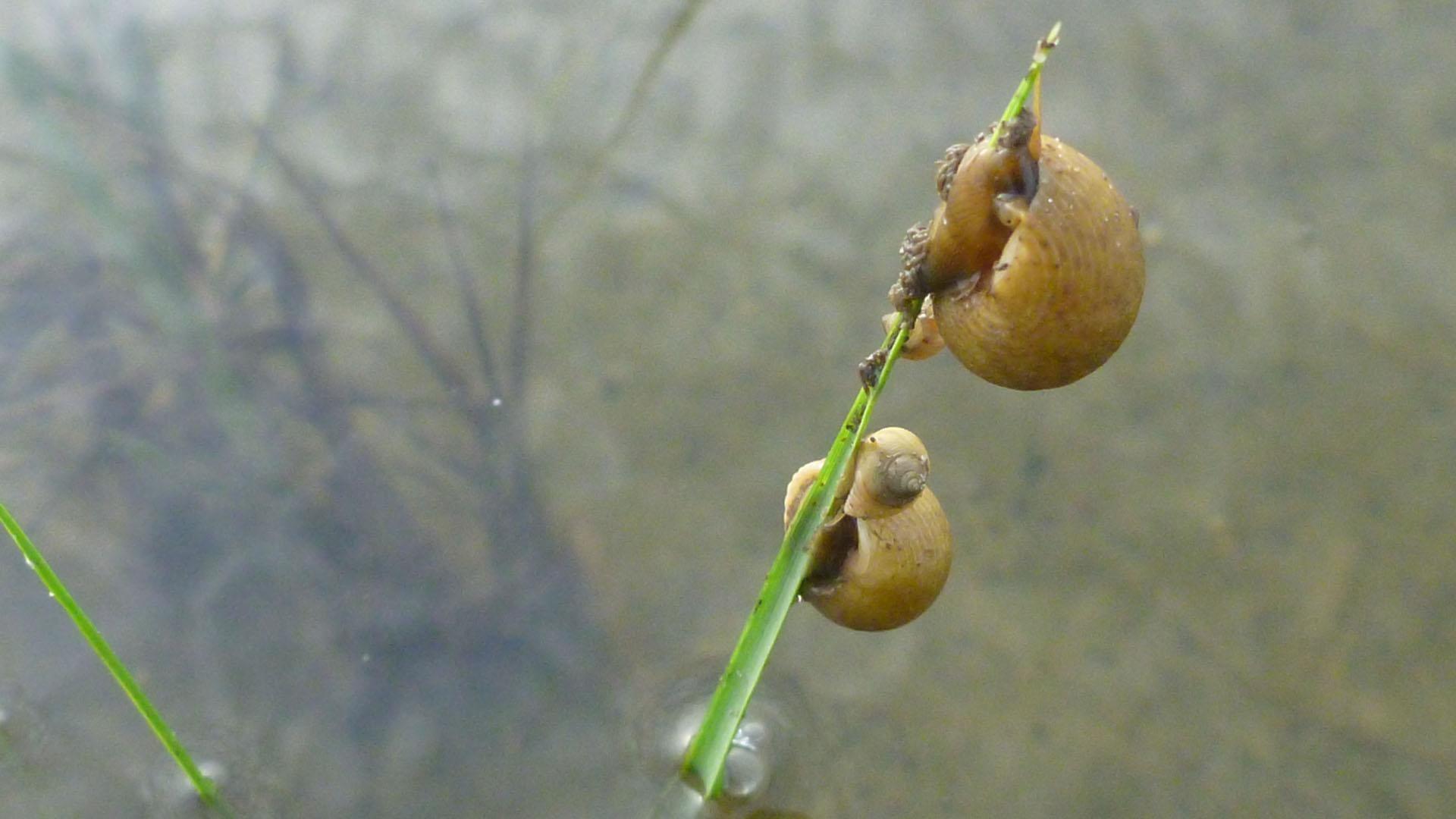 Salt Marsh Species | In the Grass, On the Reef | PBS LearningMedia