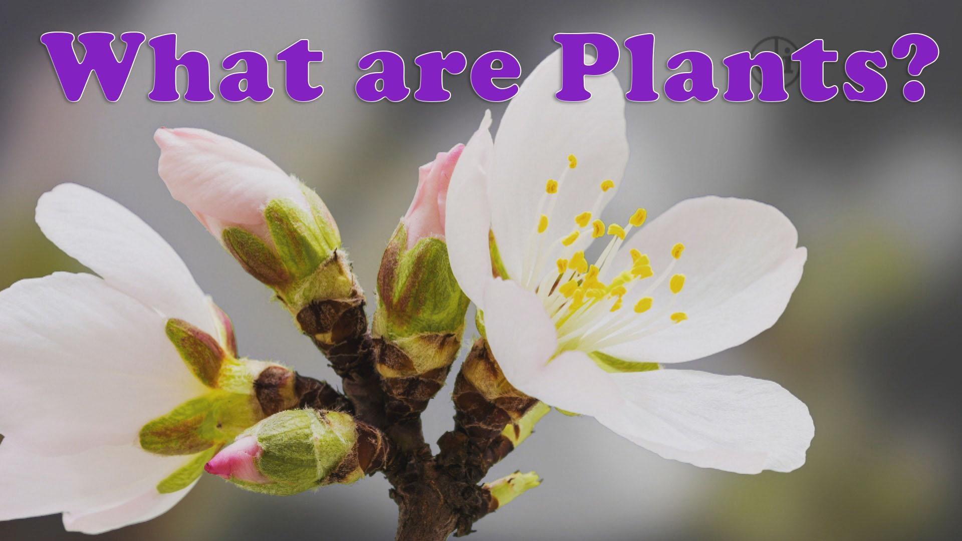 What Are Plants? | Young Explorers | Grades PreK-K Life Science ...