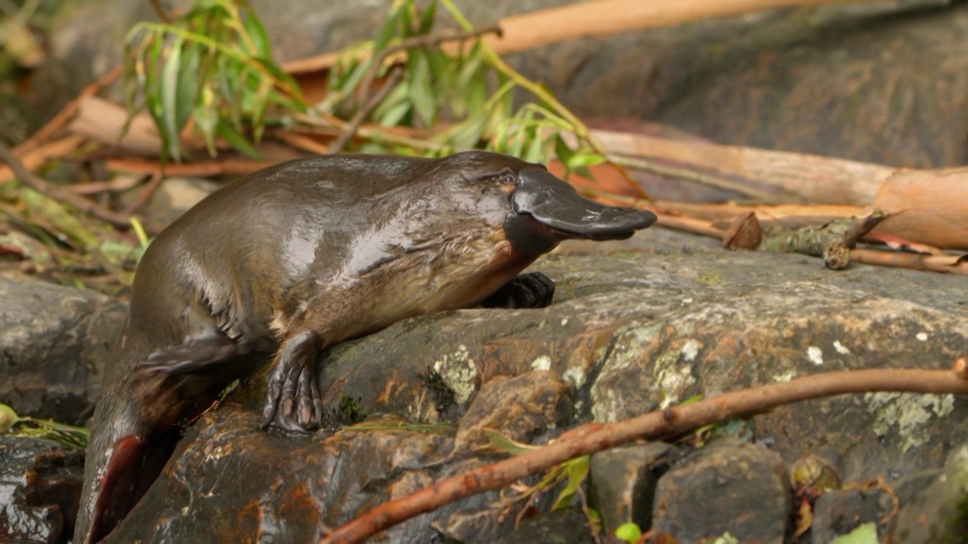 The Perplexing Physiology of the Platypus | The Platypus Guardian | PBS ...