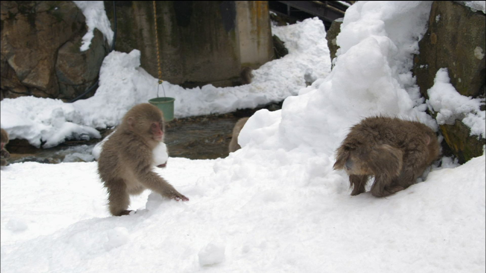 Snow Monkeys Pbs Watch Snow Monkeys Take The Plunge ABC News