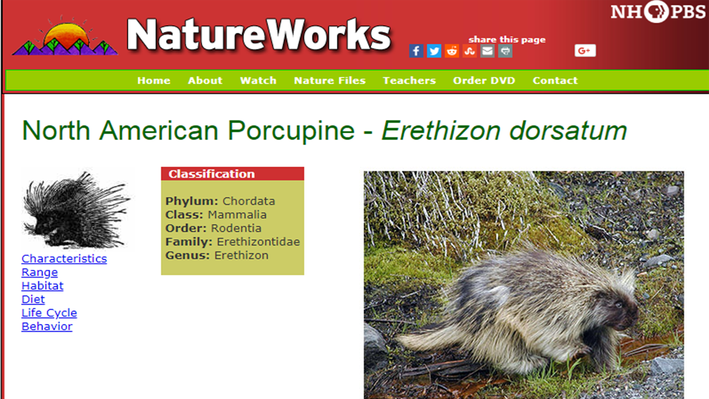 The Porcupine's Quills - Clips | Wild Kratts | Science | Media Gallery ...