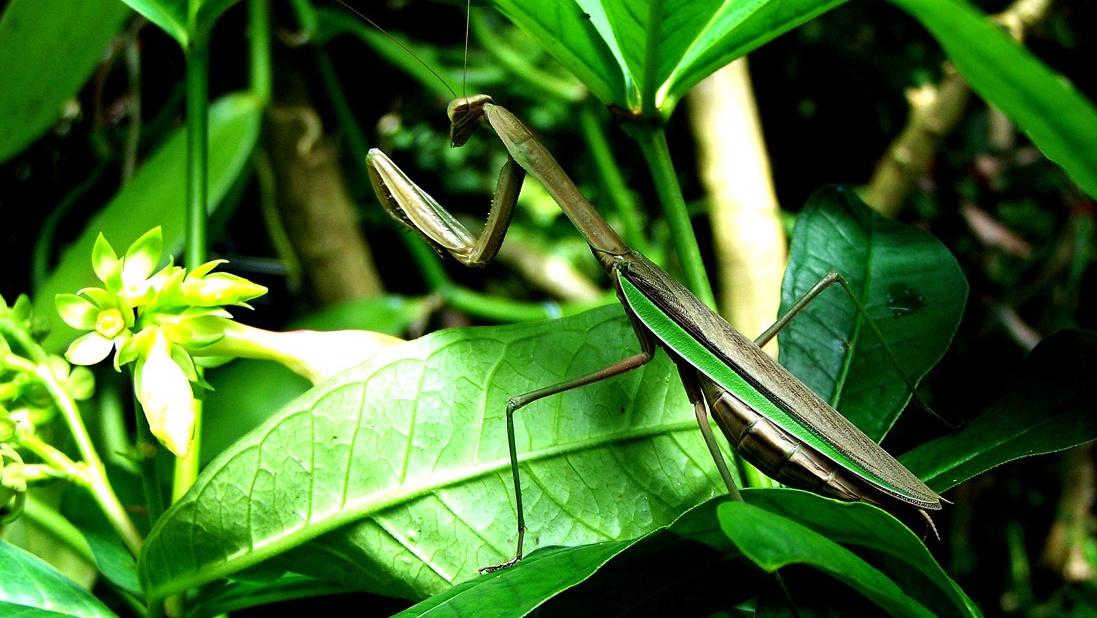 Learner Praying Mantis