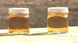 Maple Syrup | Grades 3-5 Science Teaching and Lesson Resources