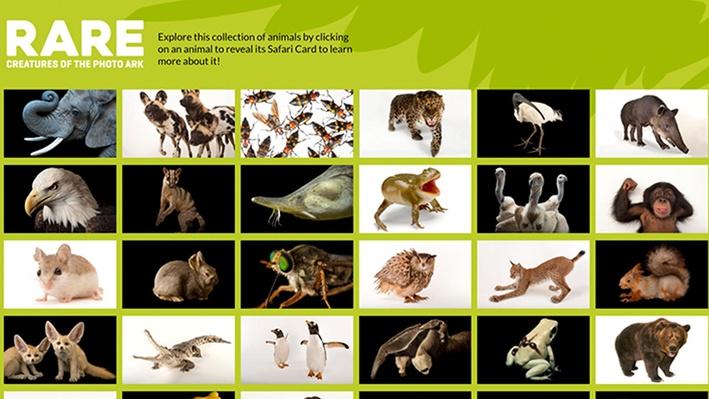 RARE: Creature Cards | PBS LearningMedia