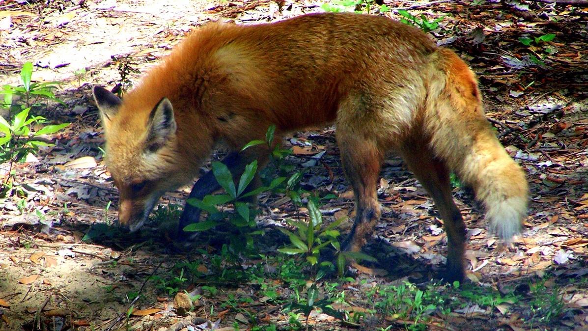 Red Fox | KET Image Bank | PBS LearningMedia