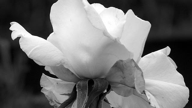 Rose | KET Image Bank | PBS LearningMedia