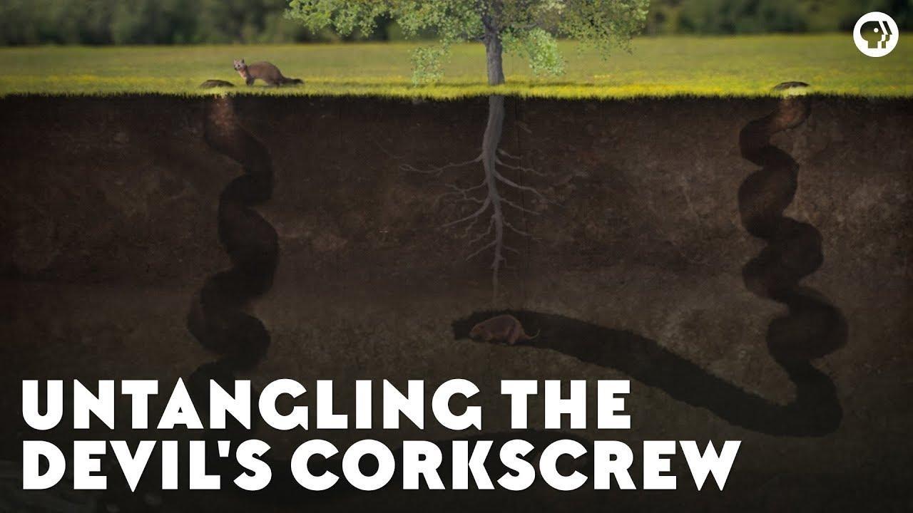 Untangling the Devil's Corkscrew | Eons | PBS LearningMedia