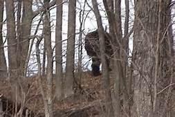 Sasquatch | PBS LearningMedia