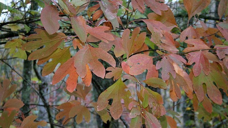 Sassafras | KET Image Bank | PBS LearningMedia