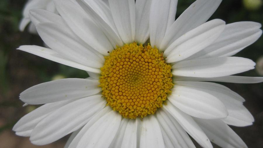 Shasta Daisy | KET Image Bank | PBS LearningMedia