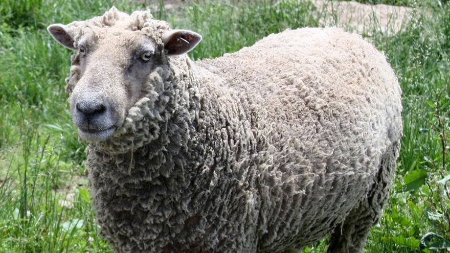 Sheep | KET Image Bank | PBS LearningMedia