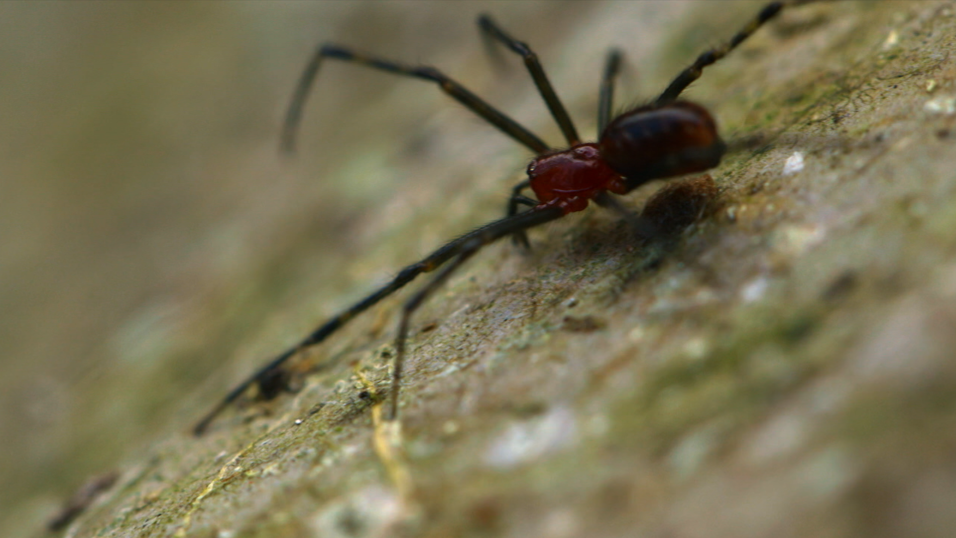 Nature Nuggets: Spiders at Work | PBS LearningMedia