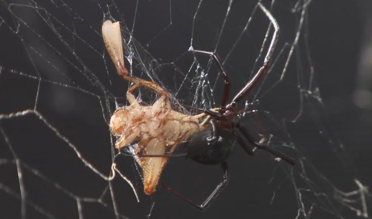 Stealing the Secrets of Spider Silk | Inside Science | PBS LearningMedia