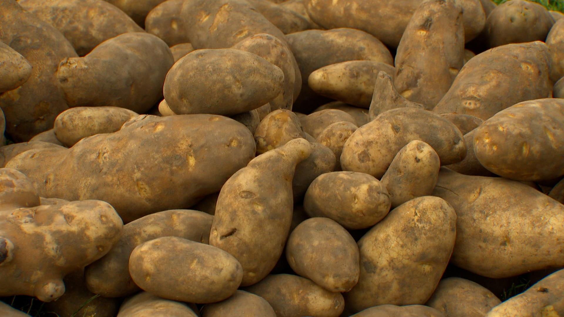 Spud Country: Potato Maze | Outdoor Idaho | PBS LearningMedia
