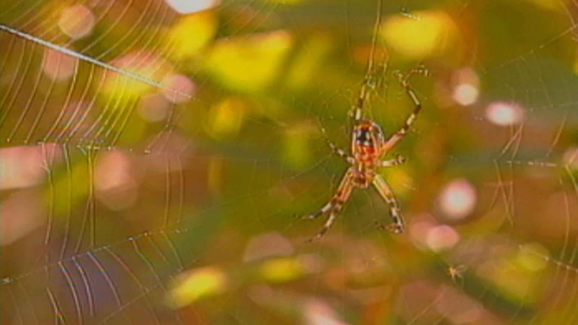 Food Web | Science Trek | PBS LearningMedia