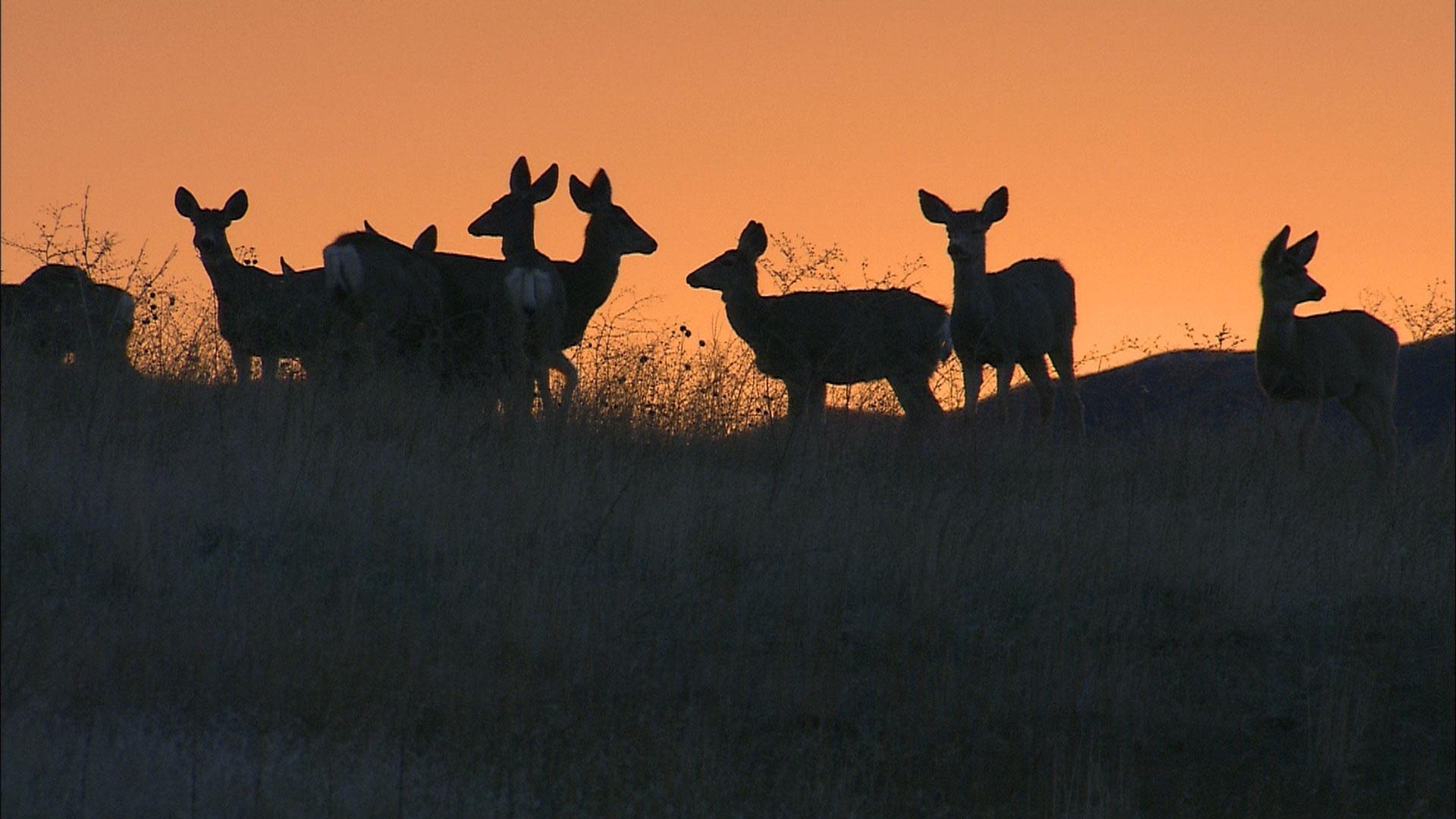 Habitat: Restoring Habitat | Science Trek | PBS LearningMedia