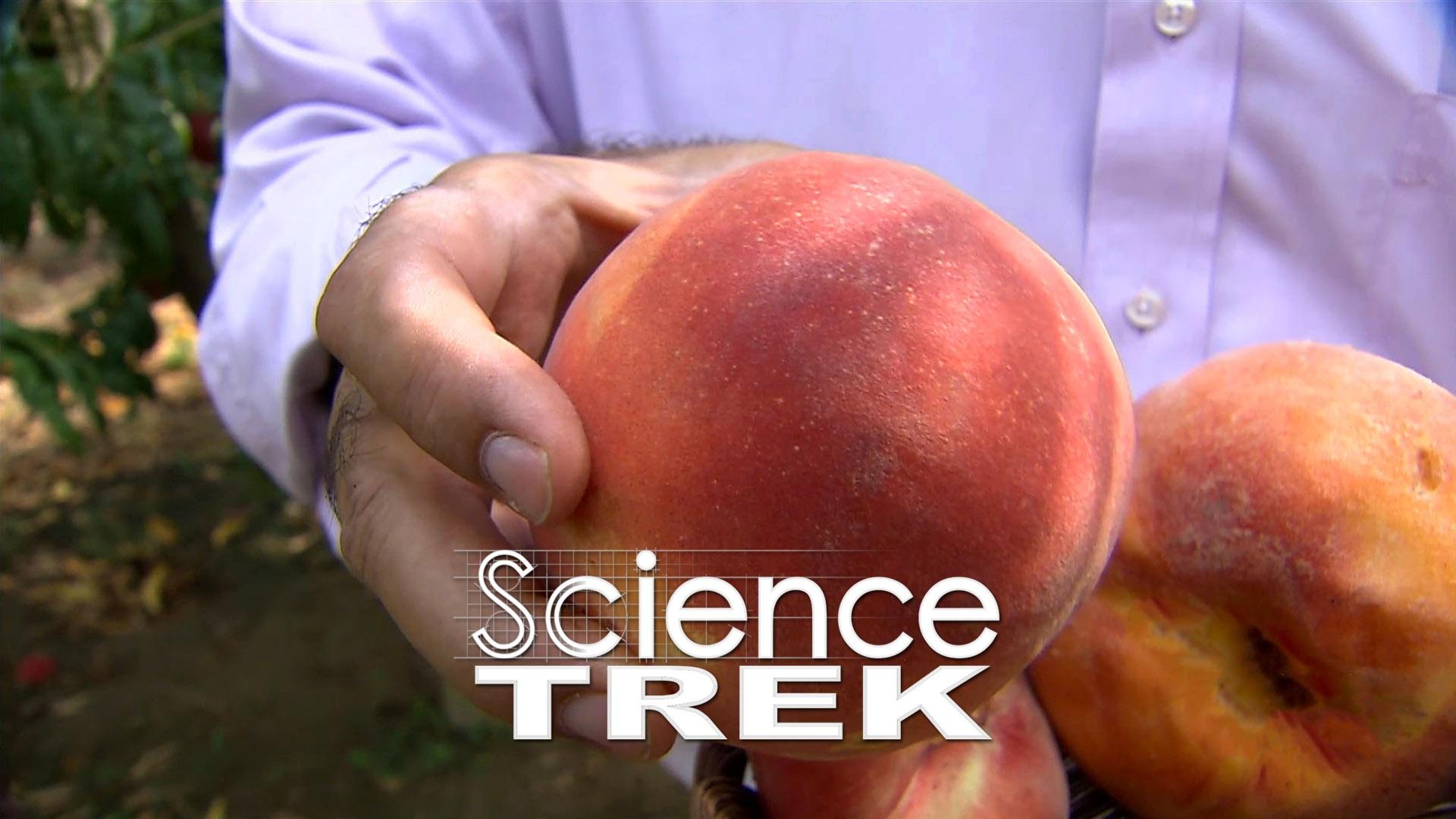 Trees: Growing a Better Peach | Science Trek | PBS LearningMedia
