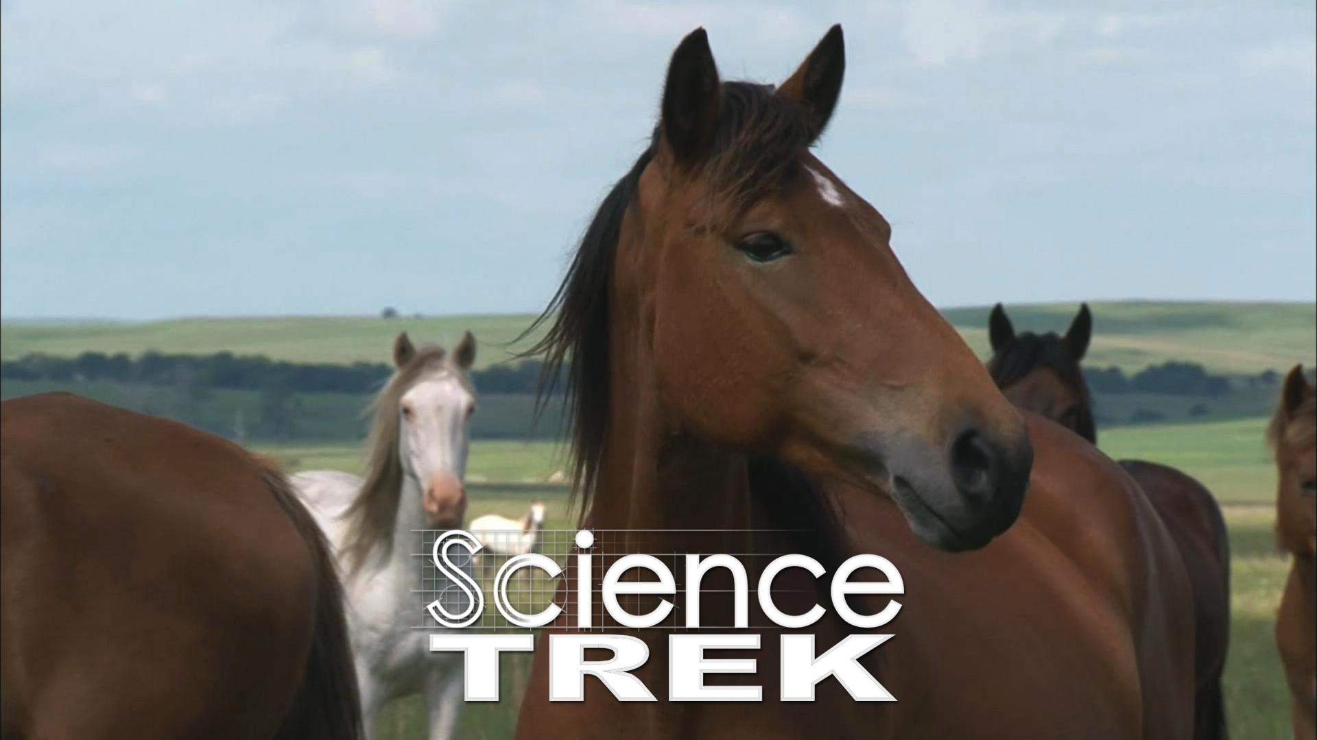Horses | Science Trek | PBS LearningMedia