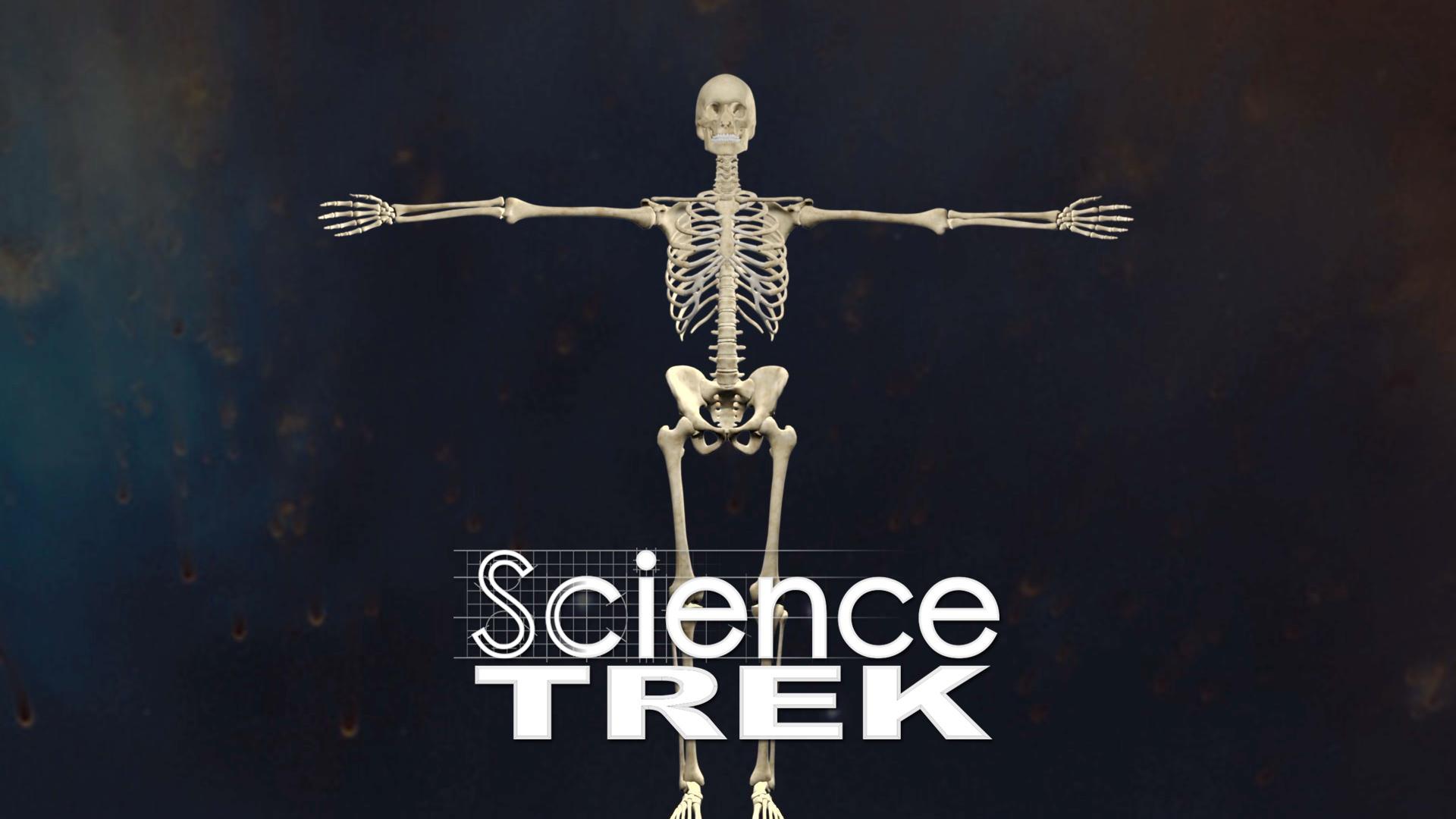 Skeletons | Science Trek | Grades K-2, 3-5 Health and Physical ...