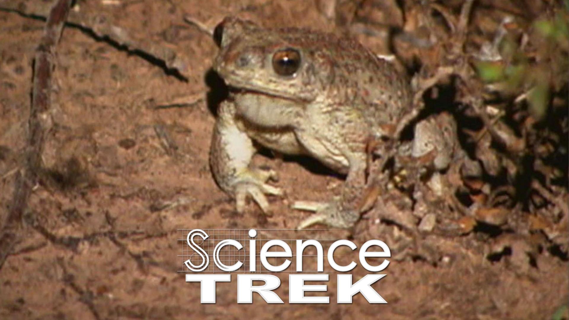 Amphibians | Science Trek | PBS LearningMedia