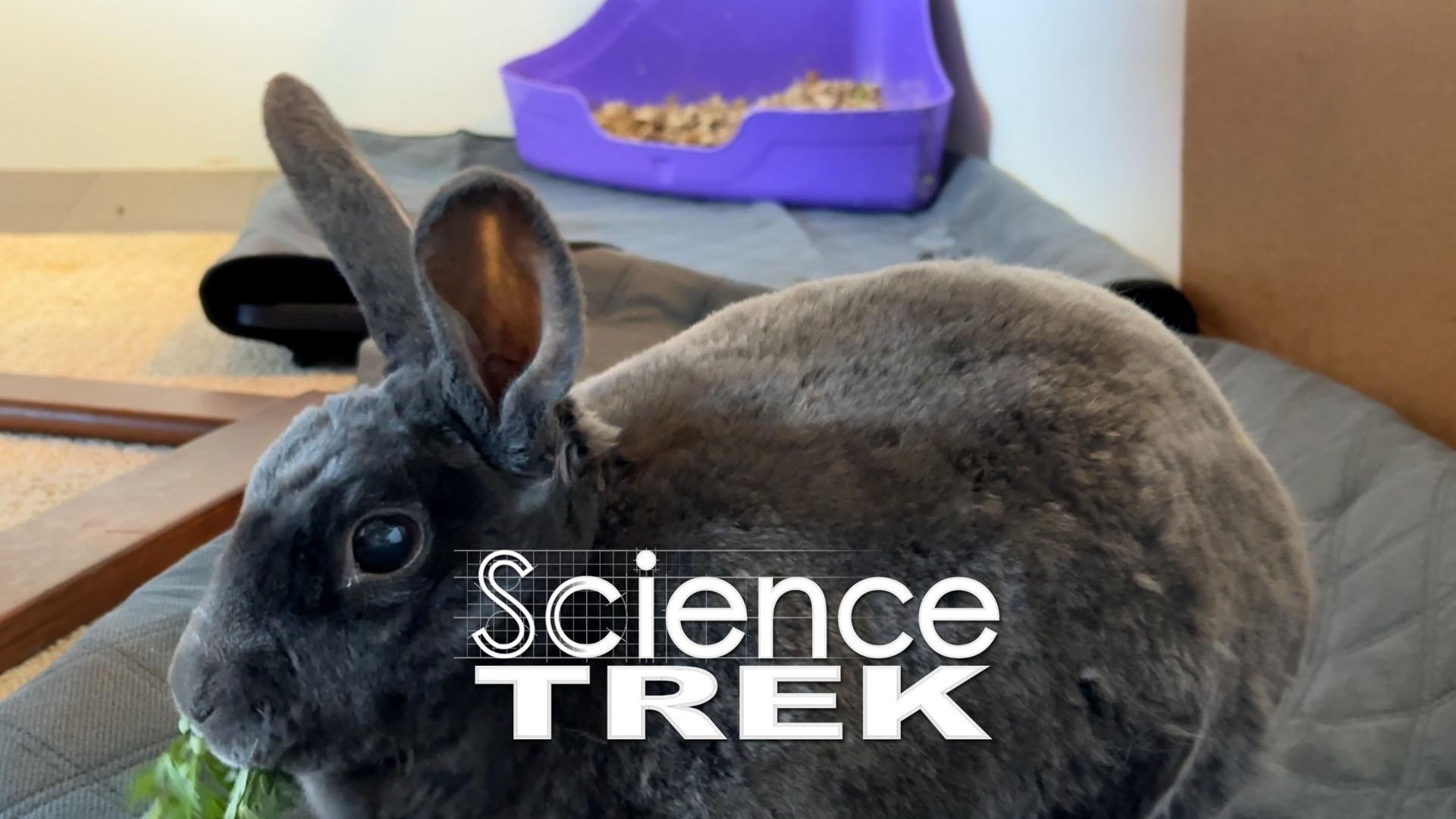 Rabbits | Science Trek | PBS LearningMedia