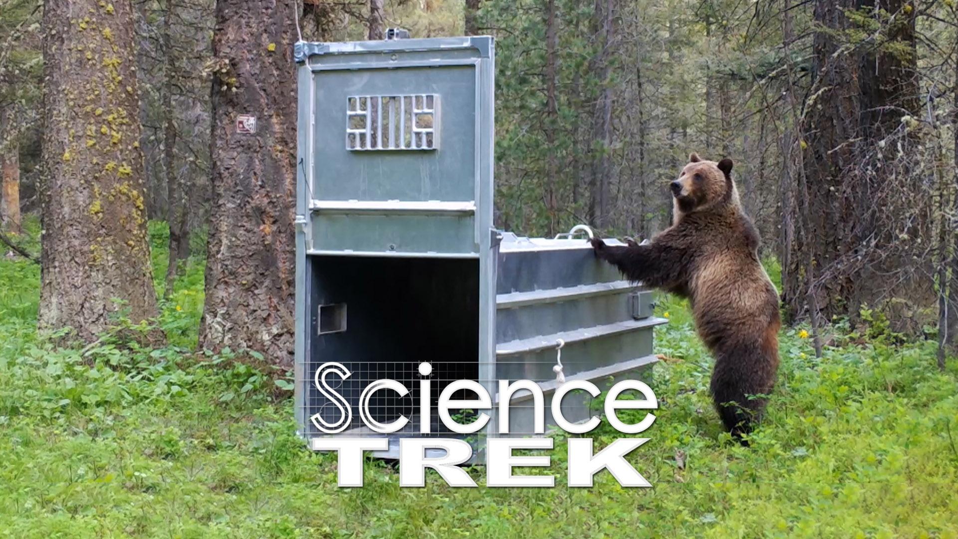 Bears | Science Trek | Grades K-2, 3-5 Science Teaching and Lesson ...